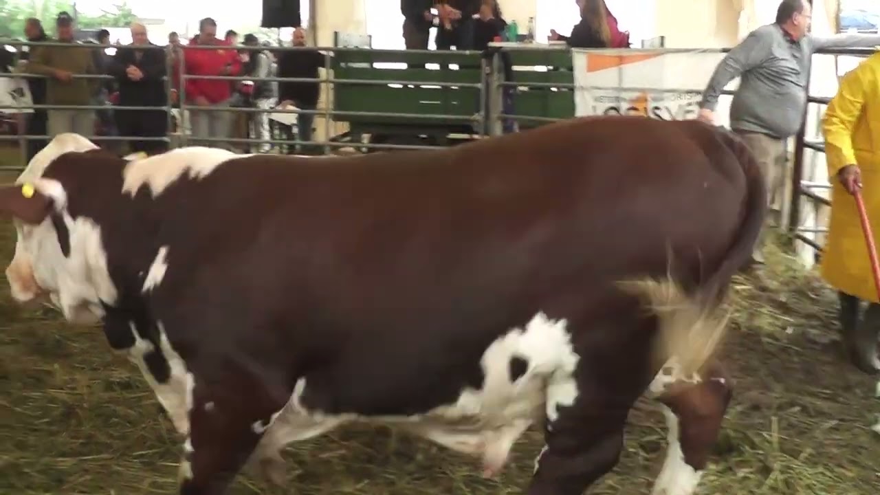 A 2.800.000 pesos fue rematado por Mati y Oscar Mercol el toro donado ...